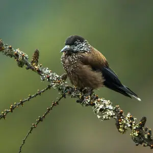 Spotted nutcracker - Facts, Diet, Habitat & Pictures on Animalia.bio