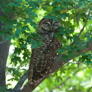 Spotted Owl - Facts, Diet, Habitat & Pictures on Animalia.bio