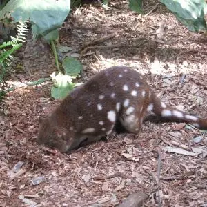 Tiger Quoll - Facts, Diet, Habitat & Pictures on Animalia.bio
