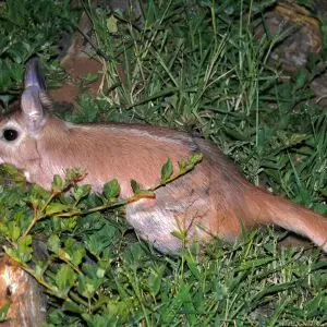 South African Springhare - Facts, Diet, Habitat & Pictures on Animalia.bio