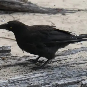 Black currawong - Facts, Diet, Habitat & Pictures on Animalia.bio
