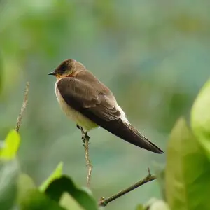 Southern rough-winged swallow - Facts, Diet, Habitat & Pictures on ...
