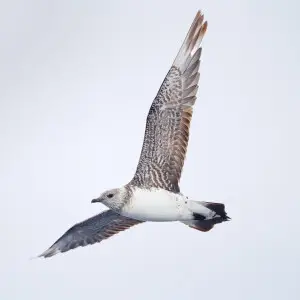 Long-tailed jaeger - Facts, Diet, Habitat & Pictures on Animalia.bio