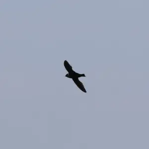 White-collared swift - Facts, Diet, Habitat & Pictures on Animalia.bio