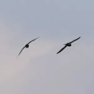 White-collared swift - Facts, Diet, Habitat & Pictures on Animalia.bio
