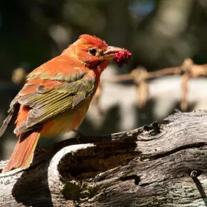 Summer tanager - Facts, Diet, Habitat & Pictures on Animalia.bio