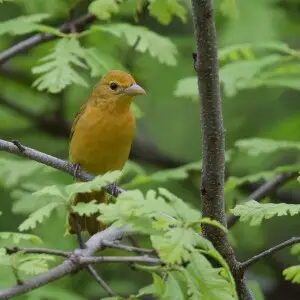 Summer tanager - Facts, Diet, Habitat & Pictures on Animalia.bio