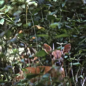 Suni - Facts, Diet, Habitat & Pictures on Animalia.bio