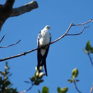 Swallow-Tailed Kite - Facts, Diet, Habitat & Pictures on Animalia.bio