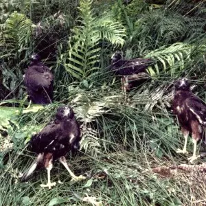Swamp harrier - Facts, Diet, Habitat & Pictures on Animalia.bio