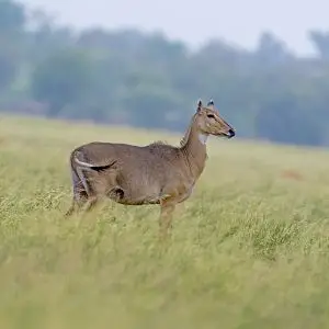 Nilgai - Facts, Diet, Habitat & Pictures on Animalia.bio