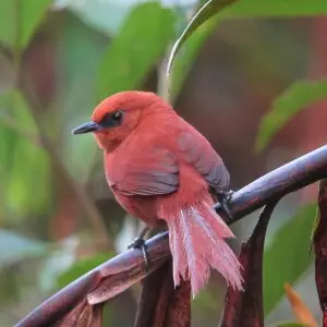 Rufous spinetail - Facts, Diet, Habitat & Pictures on Animalia.bio