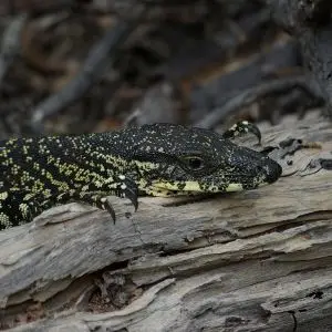 Lace Monitor - Facts, Diet, Habitat & Pictures on Animalia.bio