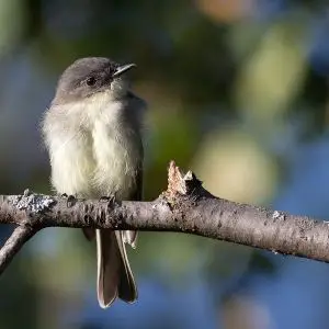 Eastern Phoebe - Facts, Diet, Habitat & Pictures on Animalia.bio