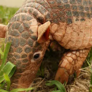 Giant Armadillo - Facts, Diet, Habitat & Pictures on Animalia.bio