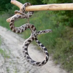 European cat snake - Facts, Diet, Habitat & Pictures on Animalia.bio