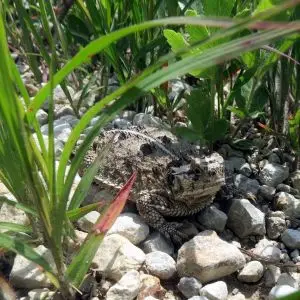 Texas Horned Lizard - Facts, Diet, Habitat & Pictures on Animalia.bio