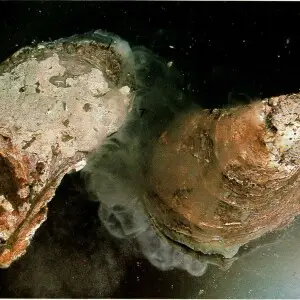 Eastern oyster - Facts, Diet, Habitat & Pictures on Animalia.bio