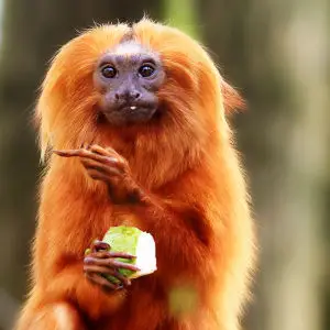 Golden Lion Tamarin - Facts, Diet, Habitat & Pictures on Animalia.bio