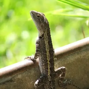 Jacky dragon - Facts, Diet, Habitat & Pictures on Animalia.bio