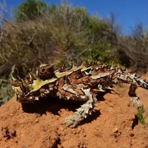 Thorny Devil - Facts, Diet, Habitat & Pictures on Animalia.bio