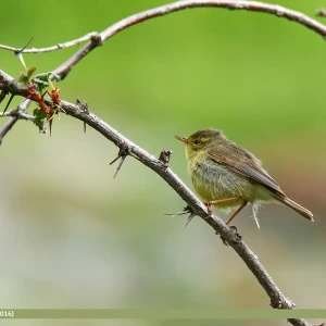 Tickell's leaf warbler - Facts, Diet, Habitat & Pictures on Animalia.bio