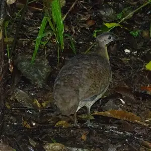Great tinamou - Facts, Diet, Habitat & Pictures on Animalia.bio