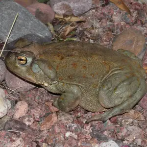 Colorado River toad - Facts, Diet, Habitat & Pictures on Animalia.bio