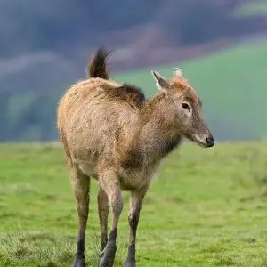 Père David's Deer - Facts, Diet, Habitat & Pictures on Animalia.bio