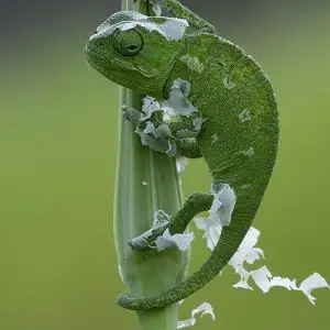 Common Chameleon - Facts, Diet, Habitat & Pictures on Animalia.bio