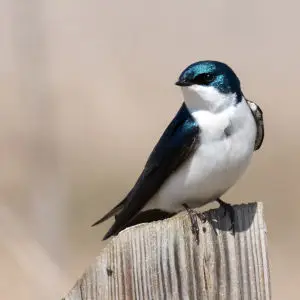 Tree Swallow - Facts, Diet, Habitat & Pictures on Animalia.bio