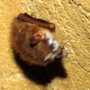 Tricolored bat - Facts, Diet, Habitat & Pictures on Animalia.bio
