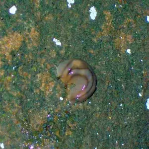 Red triangle slug - Facts, Diet, Habitat & Pictures on Animalia.bio