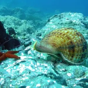 Charonia tritonis - Facts, Diet, Habitat & Pictures on Animalia.bio