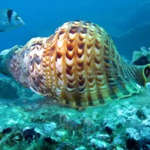 Charonia tritonis - Facts, Diet, Habitat & Pictures on Animalia.bio