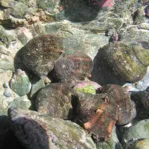 Turbo imperialis - Facts, Diet, Habitat & Pictures on Animalia.bio