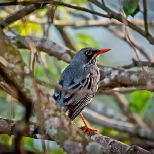 Red-legged thrush - Facts, Diet, Habitat & Pictures on Animalia.bio