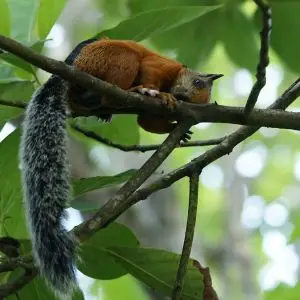 Variegated Squirrel - Facts, Diet, Habitat & Pictures on Animalia.bio