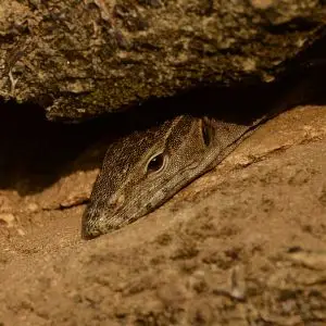 Bengal Monitor - Facts, Diet, Habitat & Pictures on Animalia.bio