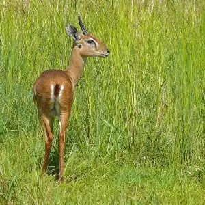 Oribi - Facts, Diet, Habitat & Pictures on Animalia.bio