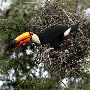 Toco Toucan - Facts, Diet, Habitat & Pictures on Animalia.bio