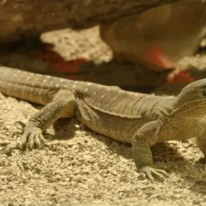 Sand goanna - Facts, Diet, Habitat & Pictures on Animalia.bio