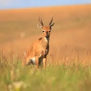 Pampas Deer - Facts, Diet, Habitat & Pictures on Animalia.bio
