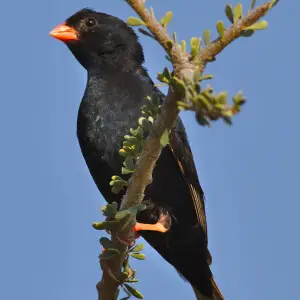 Village indigobird - Facts, Diet, Habitat & Pictures on Animalia.bio