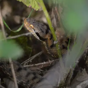 Asp Viper - Facts, Diet, Habitat & Pictures on Animalia.bio