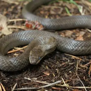 Smooth Snake - Facts, Diet, Habitat & Pictures on Animalia.bio