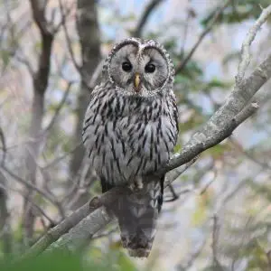 Ural Owl - Facts, Diet, Habitat & Pictures on Animalia.bio