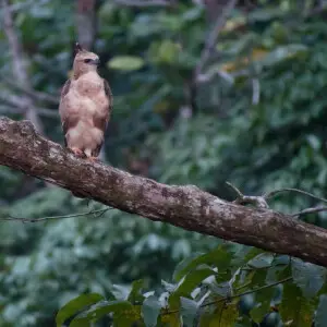 Wallace's hawk-eagle - Facts, Diet, Habitat & Pictures on Animalia.bio