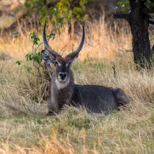 Waterbuck - Facts, Diet, Habitat & Pictures on Animalia.bio
