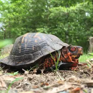 Eastern Box Turtle - Facts, Diet, Habitat & Pictures on Animalia.bio